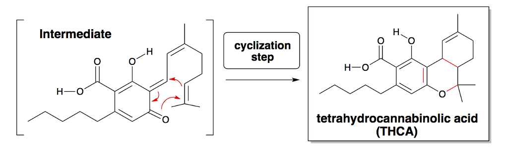 Solved Background: The enzyme THCA synthase catalyzes the | Chegg.com