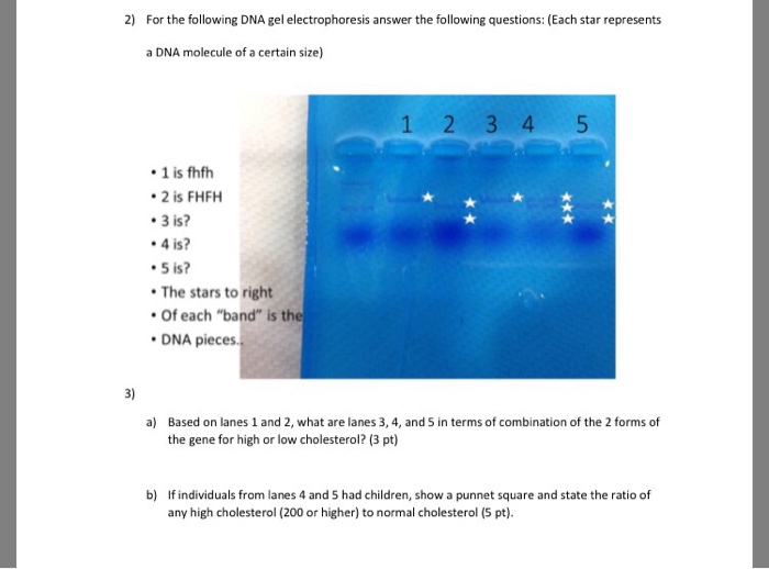 Solved For the following DNA gel electrophoresis answer the | Chegg.com