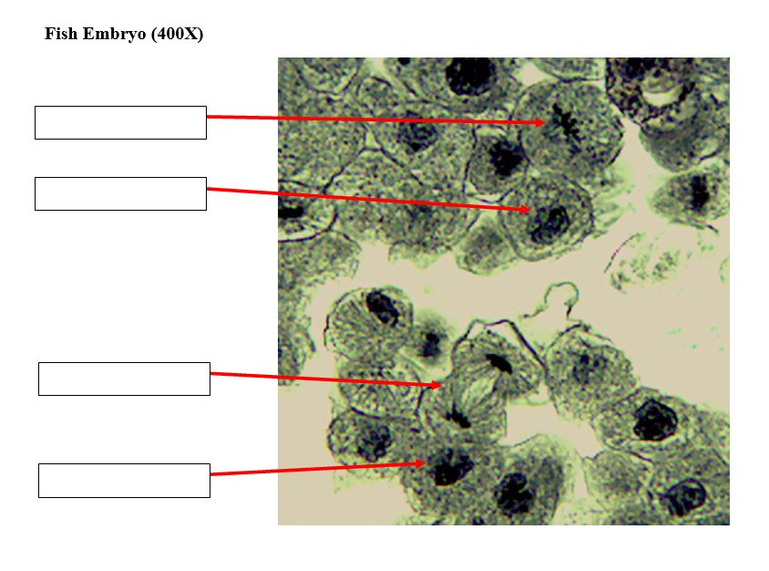 Solved Fish Cell Pictures The next two images are | Chegg.com