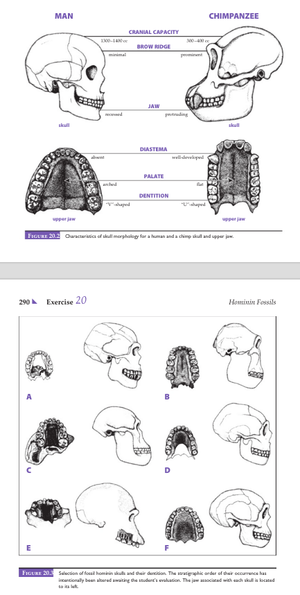 Solved MAN CHIMPANZEE CRANLAL CAPACITY BROW RIDGE JAW | Chegg.com