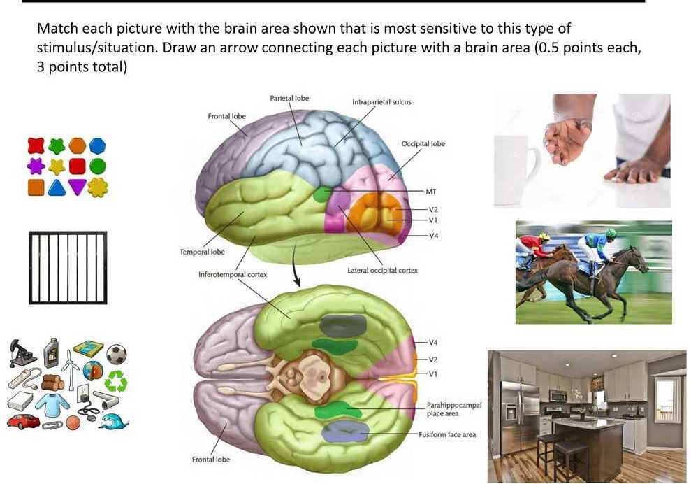 Solved Match each picture with the brain area shown that is | Chegg.com