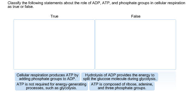 Solved Classify the following statements about ADP, ATP and | Chegg.com