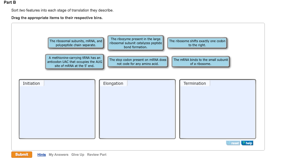 Solved Sort two features into each stage of translation they | Chegg.com