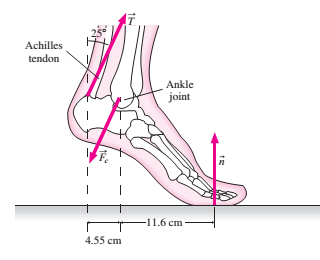 Solved shows the foot and lower leg of a person standing on | Chegg.com