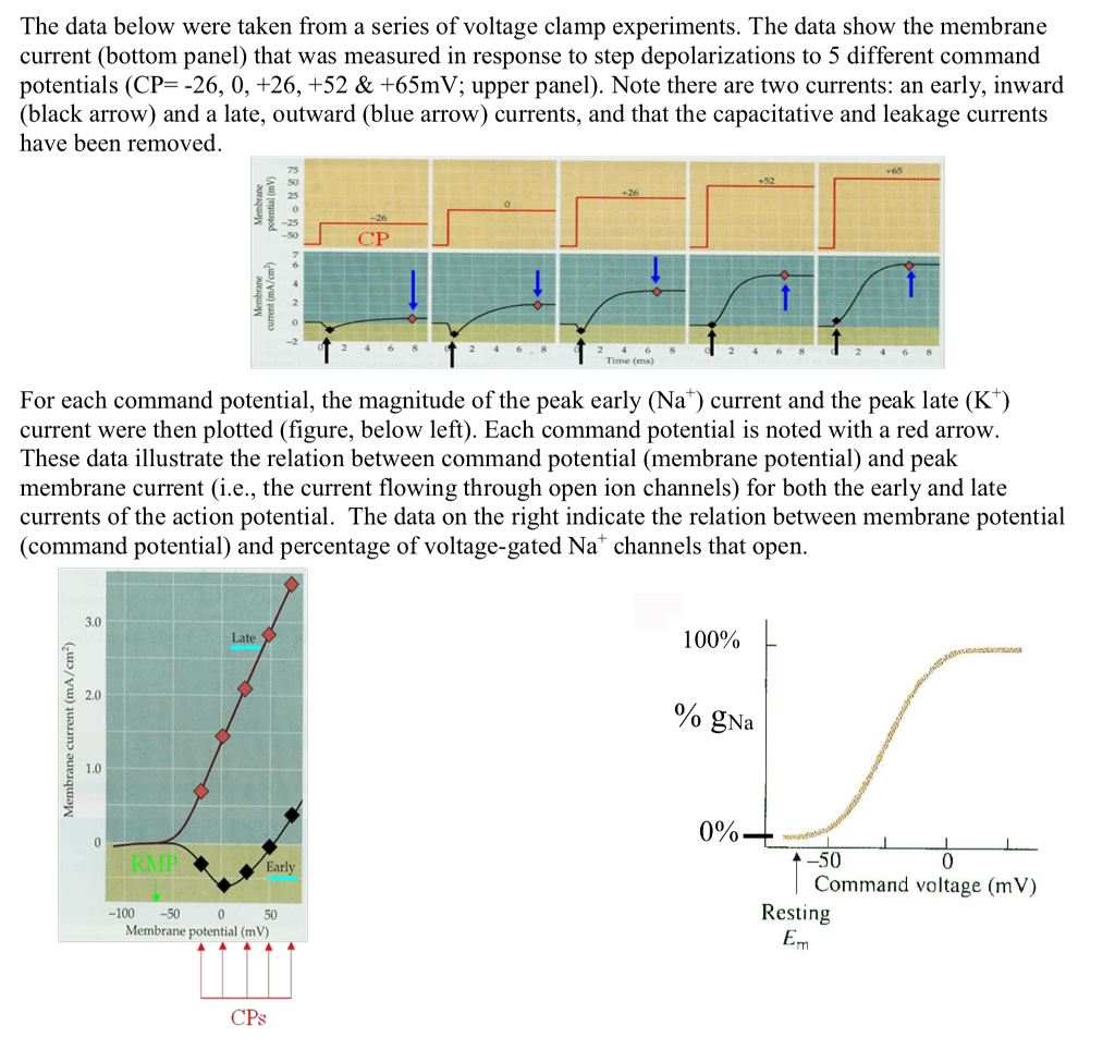 Solved Question: Considering the net driving force and | Chegg.com