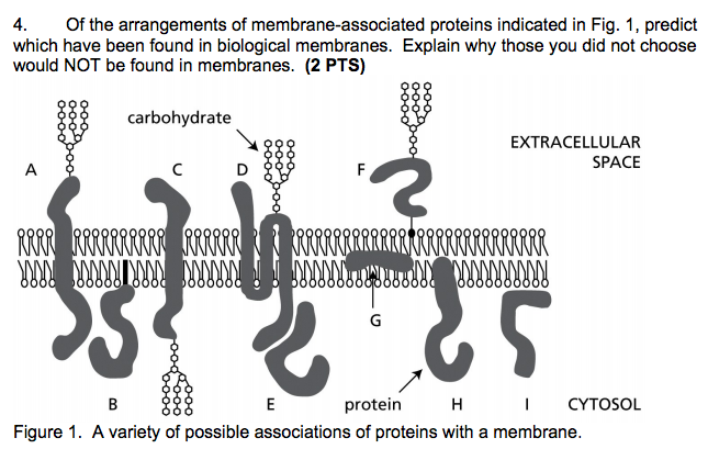 Solved Of the arrangements of membrane-associated proteins | Chegg.com