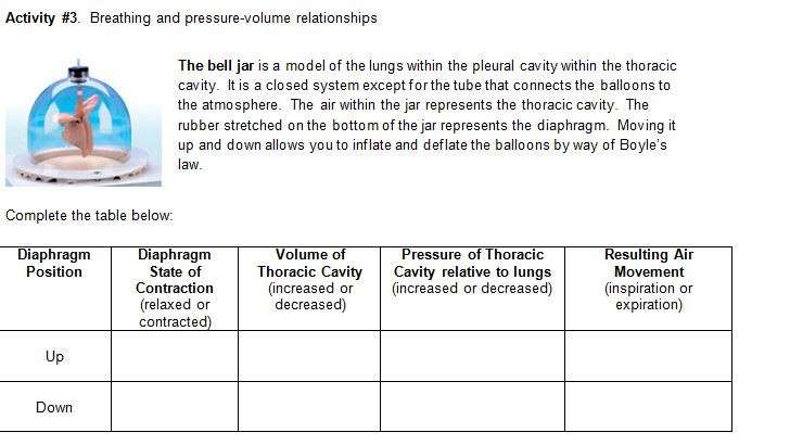 Solved Activity #3. Breathing and pressure-volume | Chegg.com
