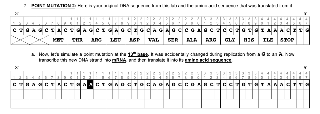 Solved 7. POINT MUTATION 2: Here is your original DNA | Chegg.com