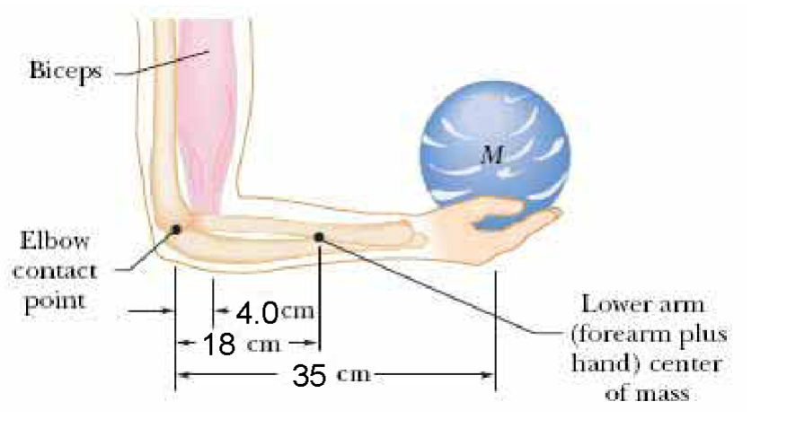 Solved A bowler holds a bowling ball with mass M = 6.5 kg in | Chegg.com