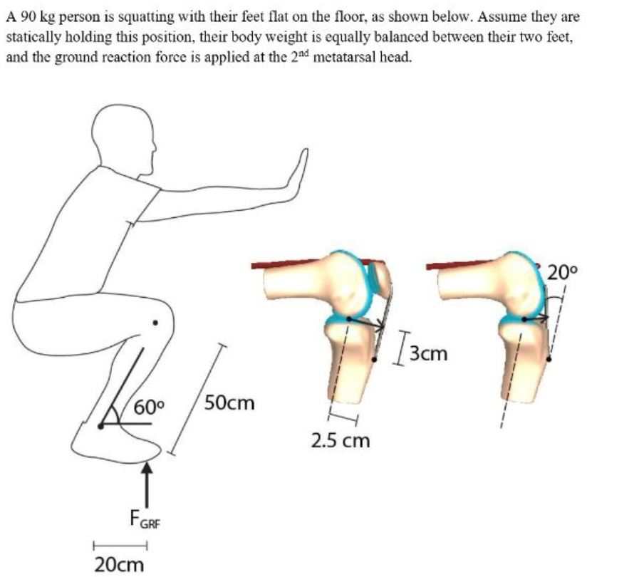 Solved If the patella did not exist,the patellar tendon | Chegg.com
