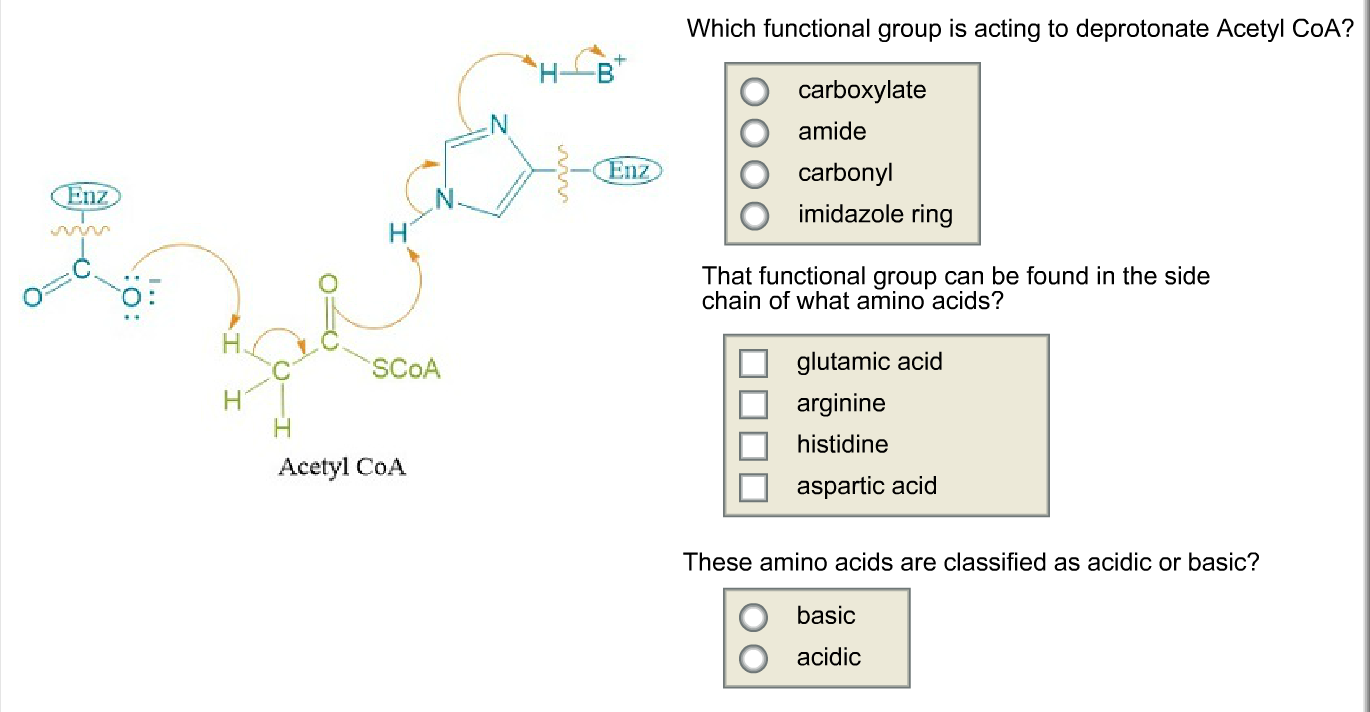 Solved Which functional group is acting to deprotonate | Chegg.com