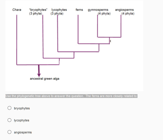 Solved Use the phylogenetic tree above to answer the | Chegg.com