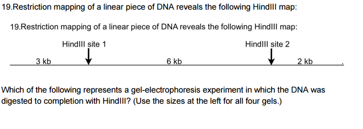 Solved 19. Restriction mapping of a linear piece of DNA | Chegg.com