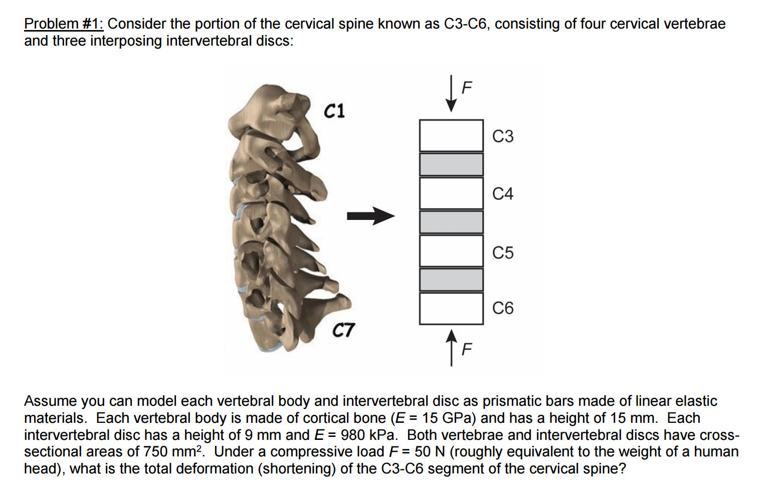Solved Assume you can model each vertebral body and | Chegg.com