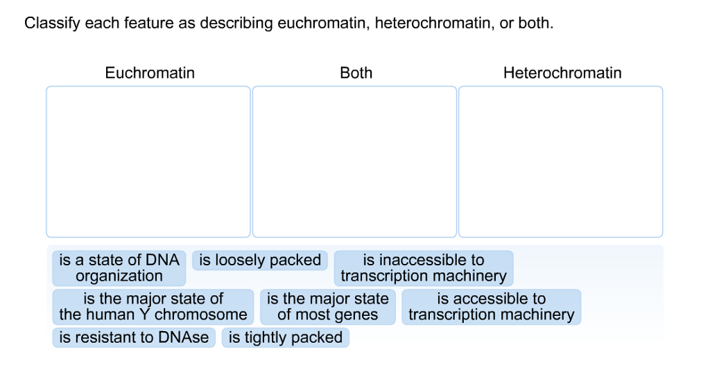 Solved Classify each feature as describing euchromatin, | Chegg.com