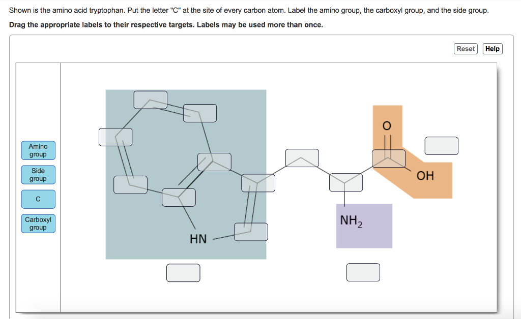 Solved Shown is the amino acid tryptophan. Put the letter | Chegg.com