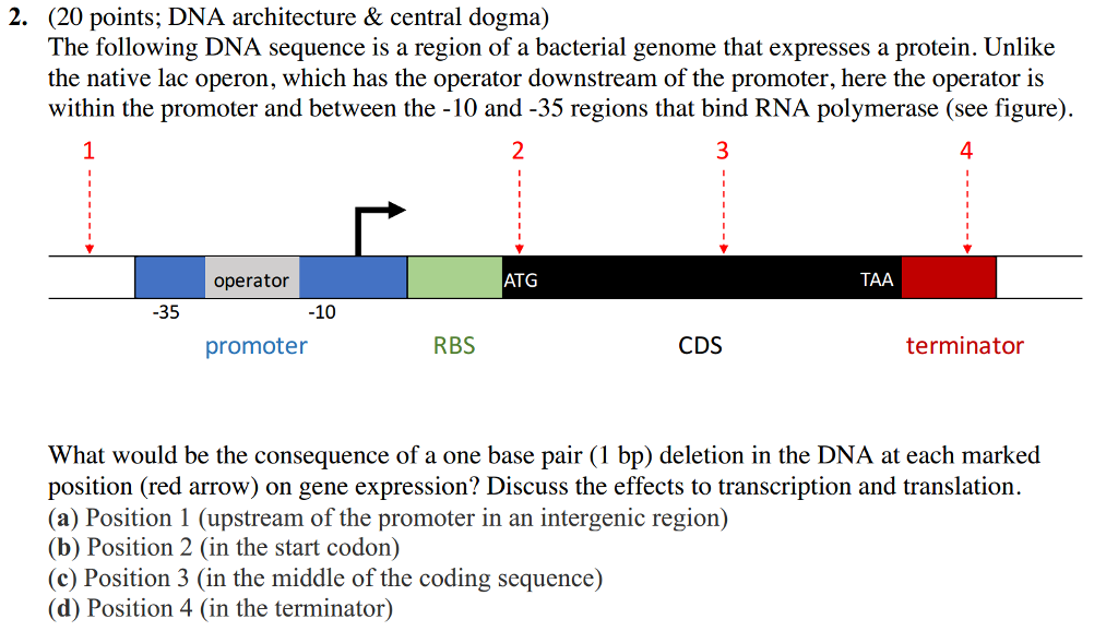 Solved 2. (20 points; DNA architecture& central dogma) The | Chegg.com