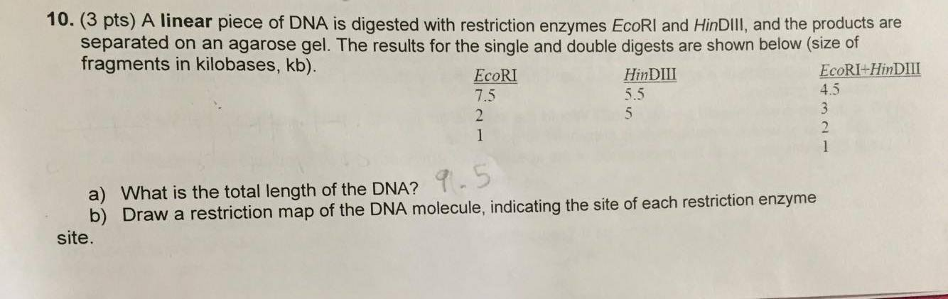 Solved A linear piece of DNA is digested with restriction | Chegg.com