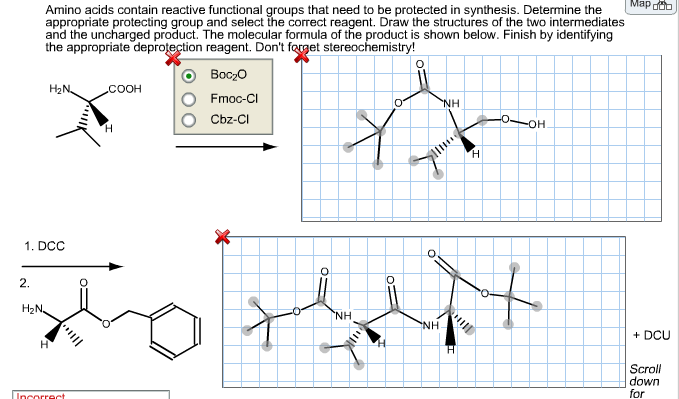 Solved Map Amino acids contain reactive functional groups | Chegg.com