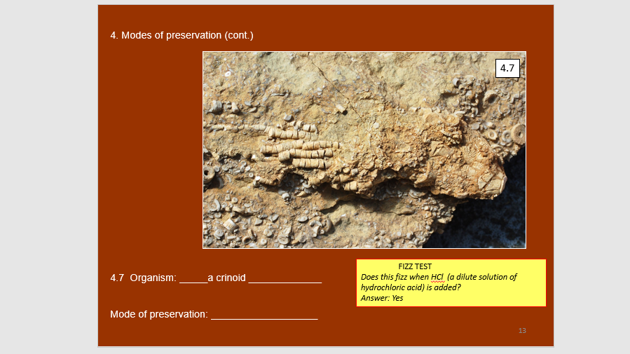 Solved Identify the Modes of Preservation and the Organism. | Chegg.com