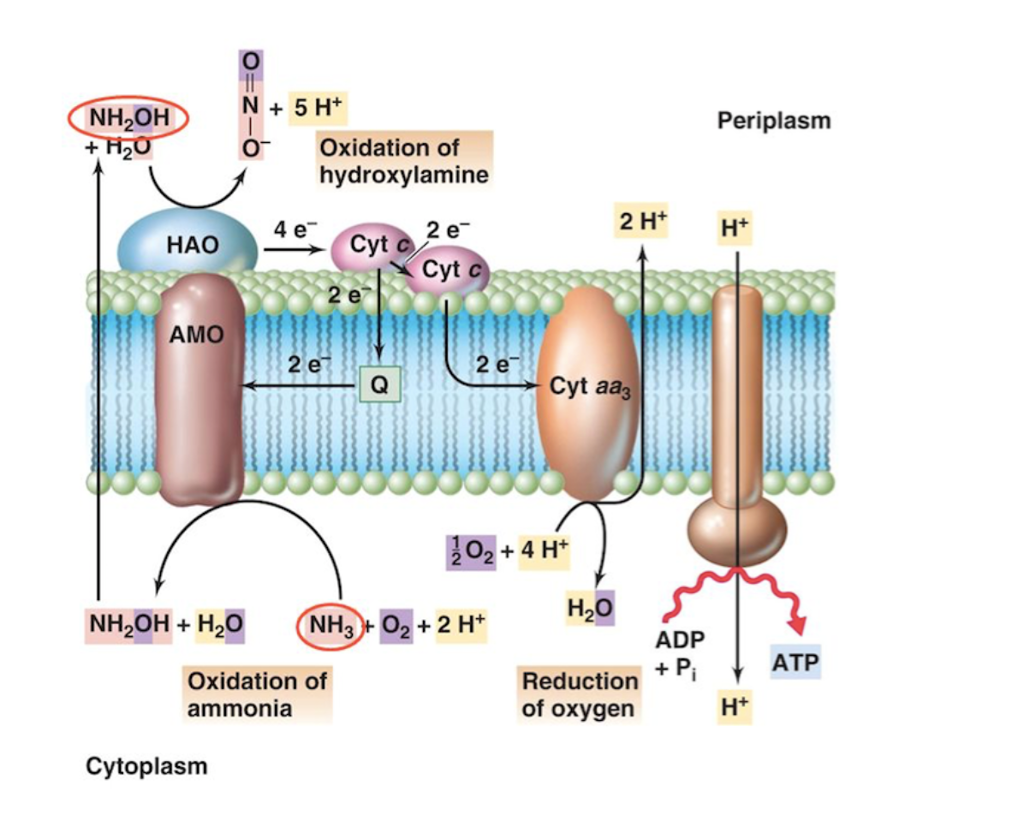 Solved NH,OH + H20 O=Z-O Periplasm N + 5 H+ Oxidation of | Chegg.com