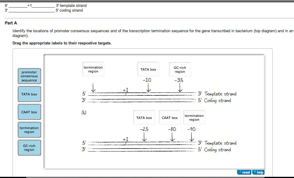 Identify the locations of promoter consensus | Chegg.com
