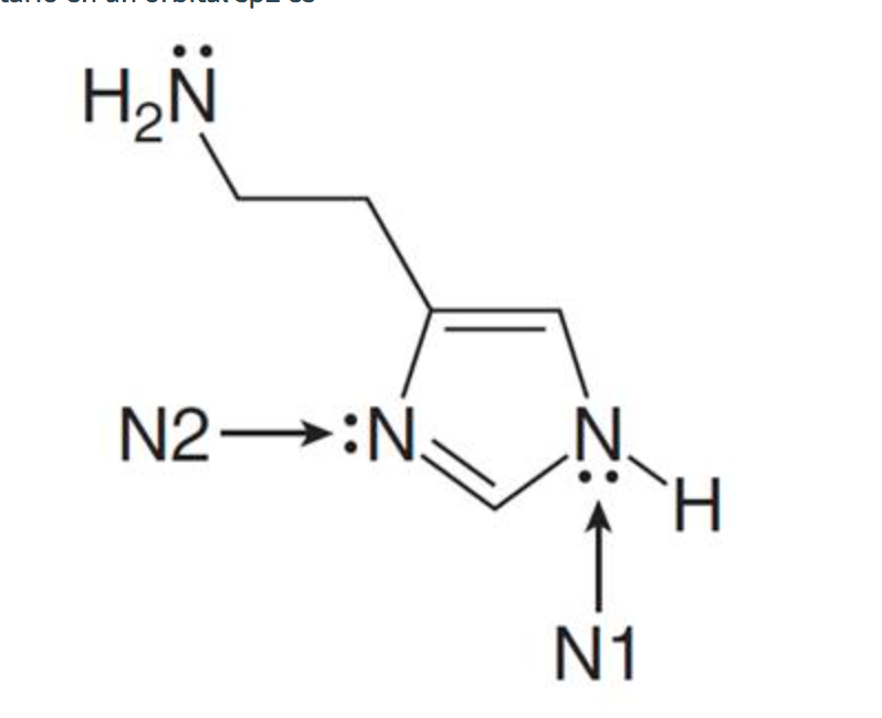 Solved the nitrogen that has the lone pair located in the | Chegg.com