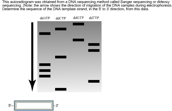 Solved This autoradiogram was obtained from a DNA sequencing | Chegg.com