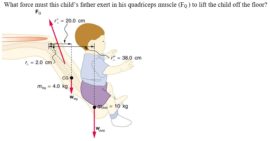 Solved What force must this child's father exert in his | Chegg.com