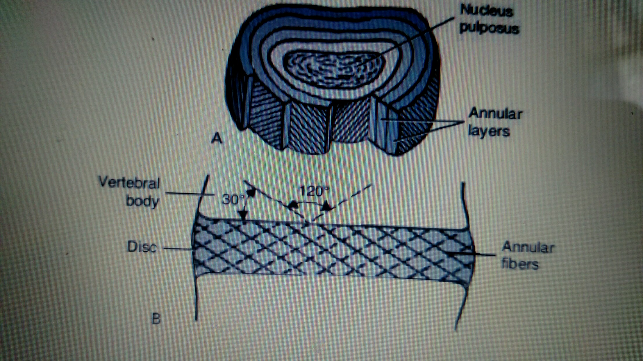 Collagen fibers in annulus fibrosus are in 30 degrees | Chegg.com