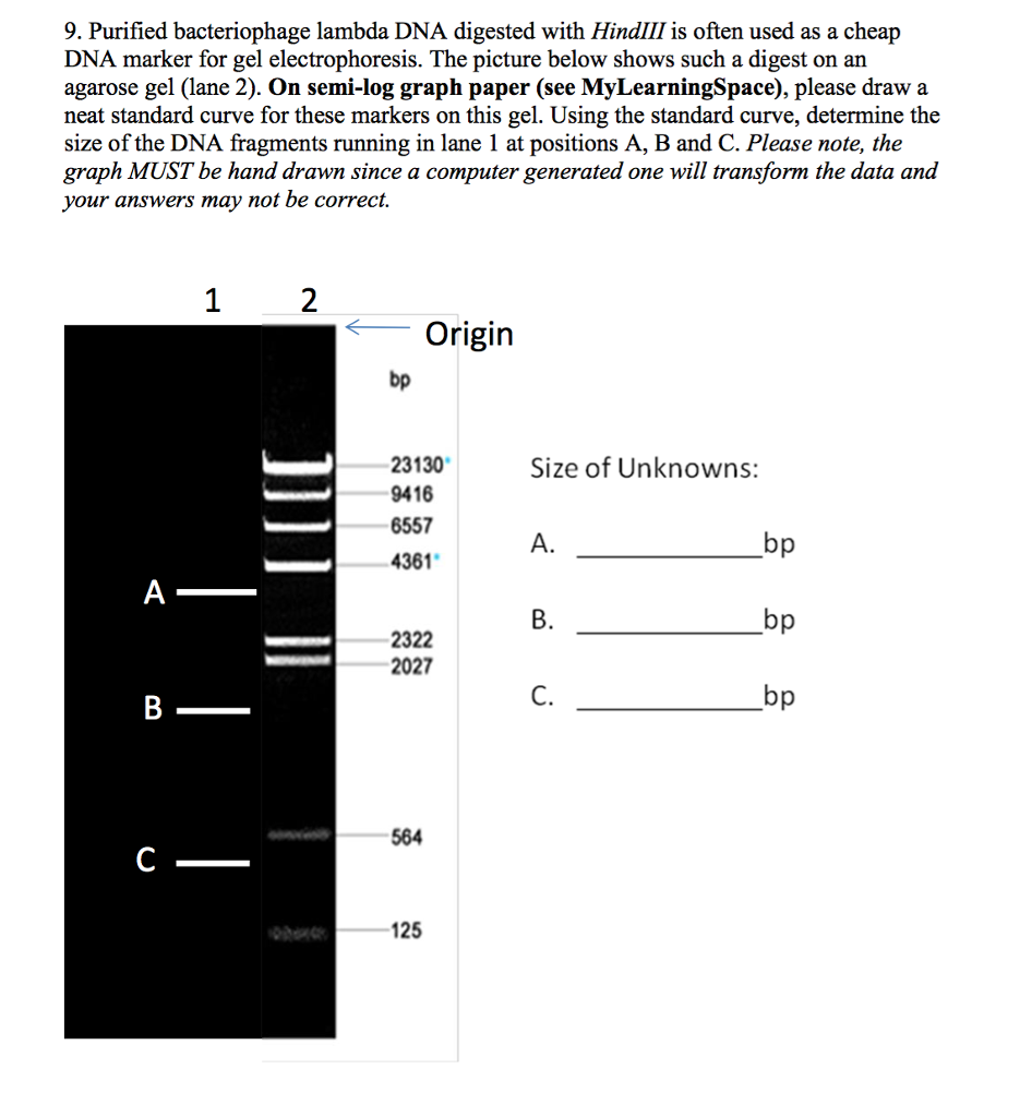 Solved Purified bacteriophage lambda DNA digested with | Chegg.com