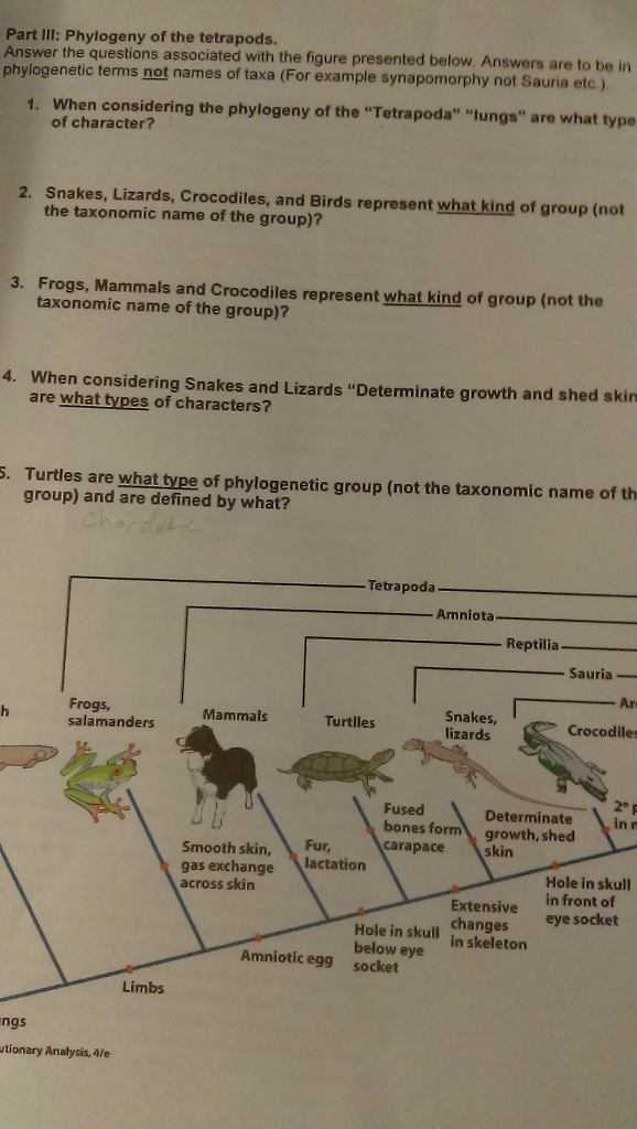 Solved Part IlIl: Phylogeny of the tetrapods. Answer the | Chegg.com