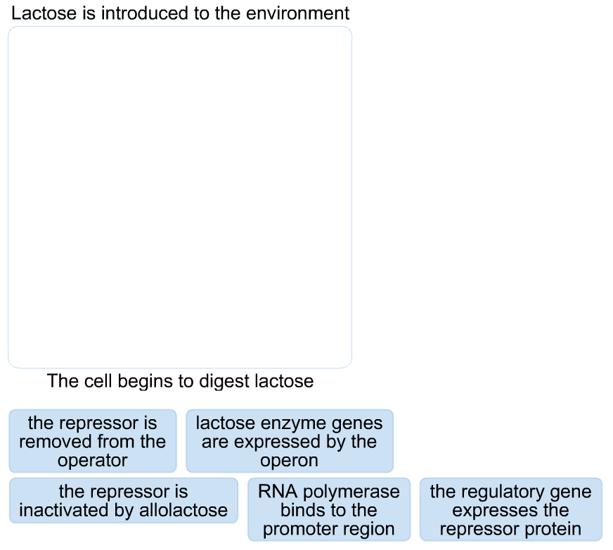 Solved The lac operon in E. coli controls the gene | Chegg.com