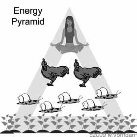 Energy Pyramid Human