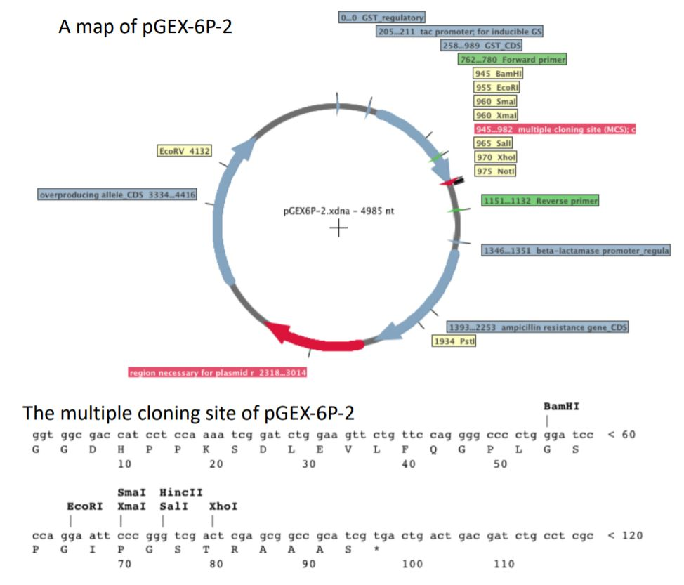Solved The plasmids, primers, and DNA fragments you will be | Chegg.com