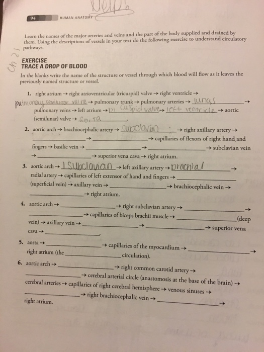 Solved CIRCULAI femoral artery anterior tibial artery | Chegg.com