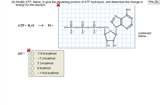 Solved Identify the bond that is broken in ATP hydrolysis. | Chegg.com