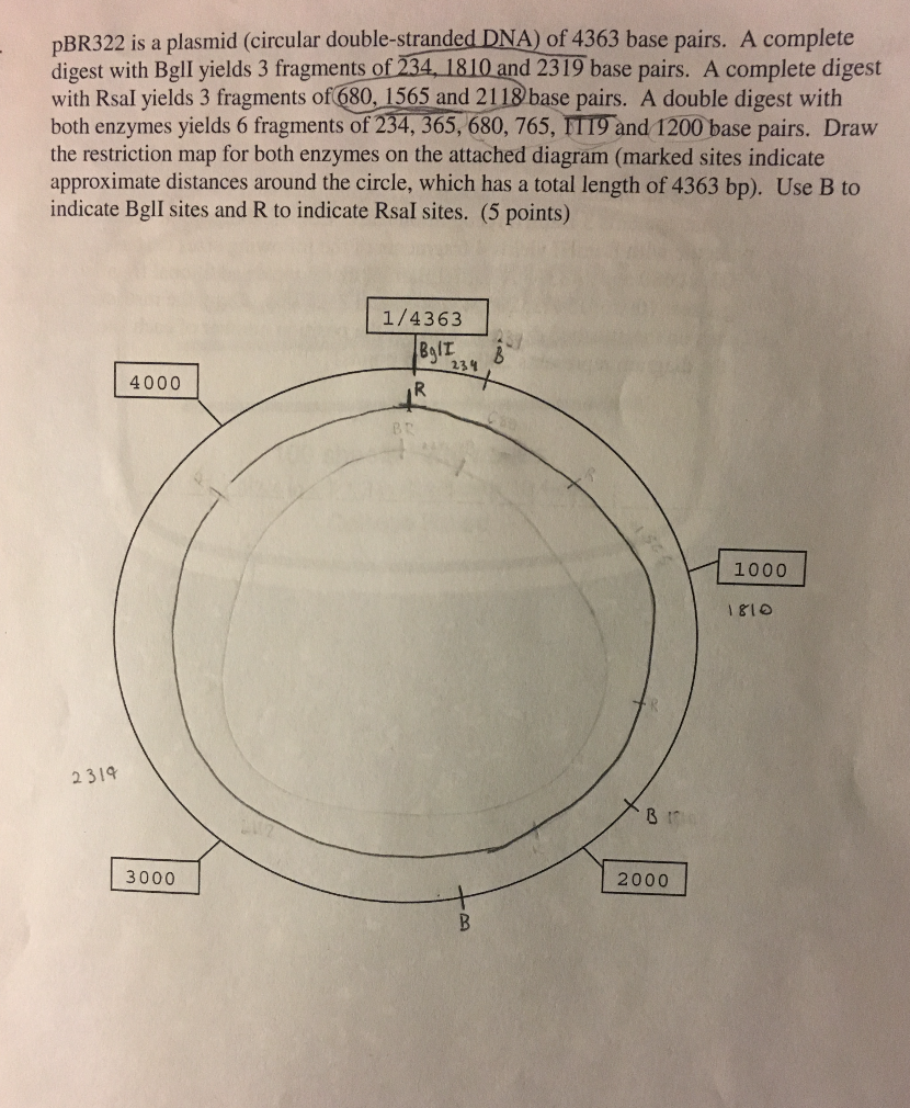 Solved pBR322 is a plasmid (circular double-stranded DNA) of | Chegg.com