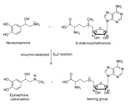 S Adenosylmethionine