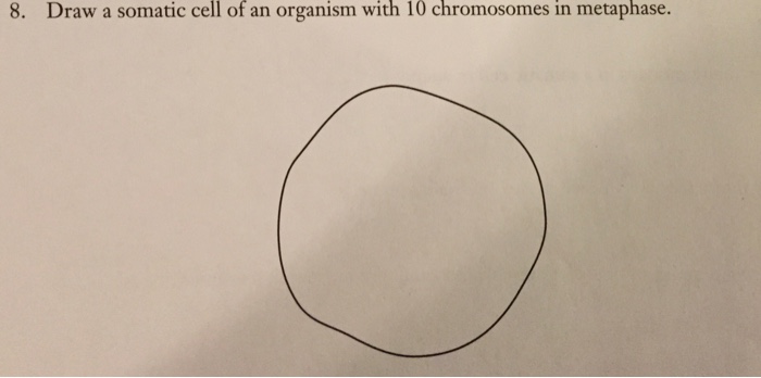 Solved Draw a somatic cell of an organism with 10 | Chegg.com