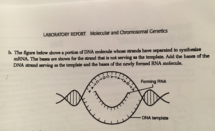 Solved The figure below shows a portion of DNA molecule | Chegg.com