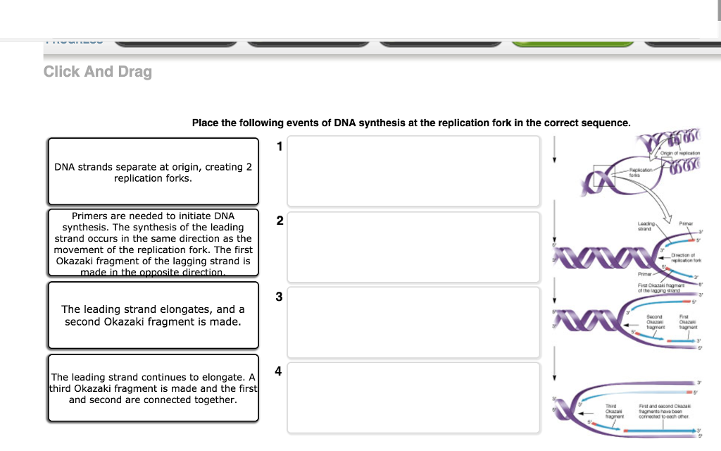 Solved Click And Drag Place the following events of DNA | Chegg.com