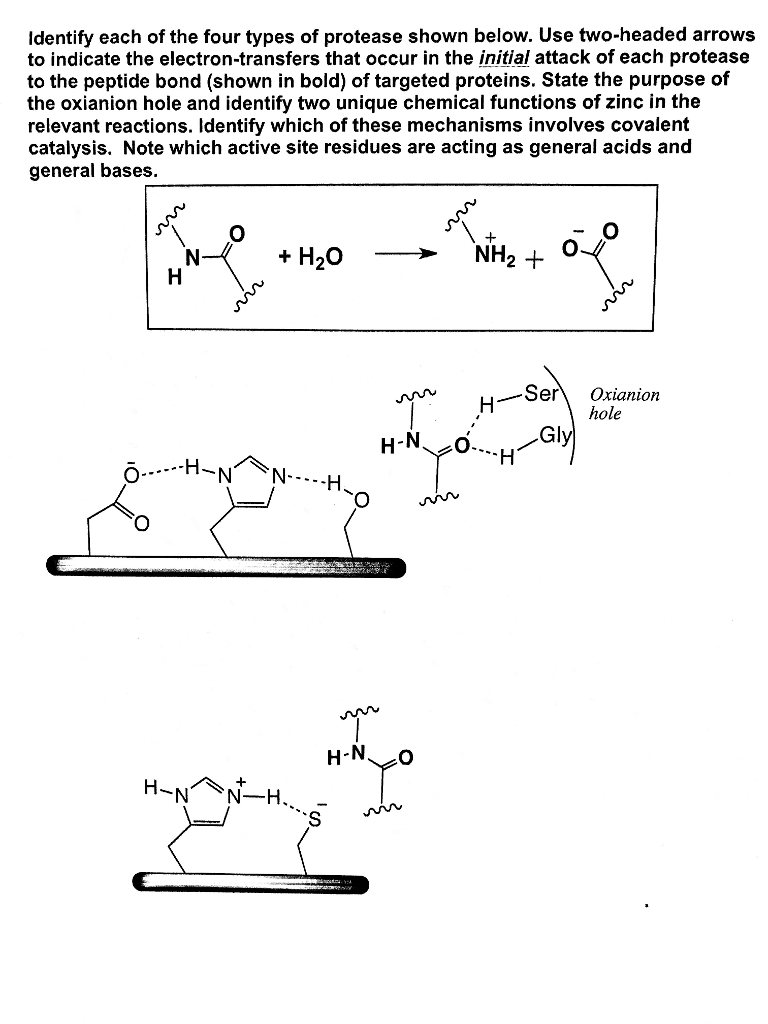 Solved Identify each of the four types of protease shown | Chegg.com