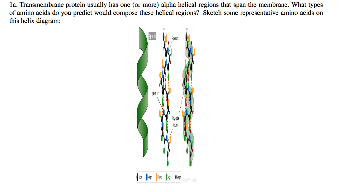 Cells Free Fulltext Membrane Transporters For Amino Acids As