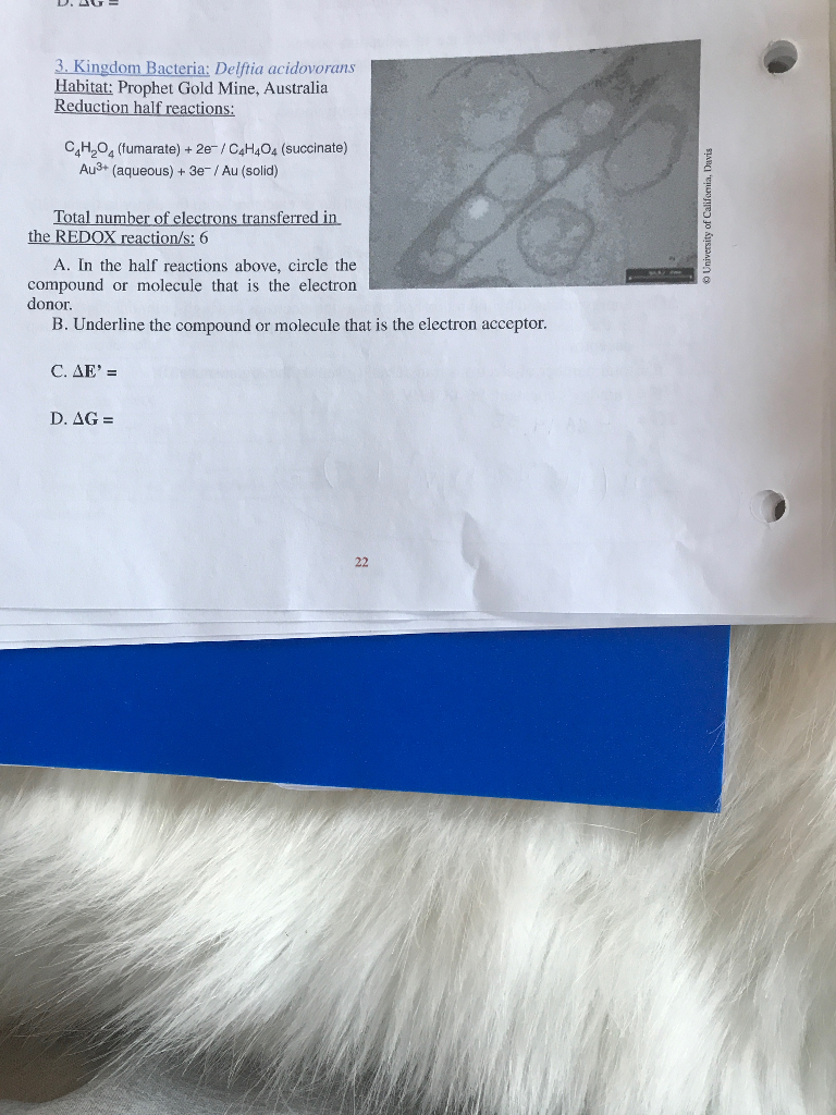 3. Kingdom Bacteria: Delftia acidovorans Habitat: | Chegg.com
