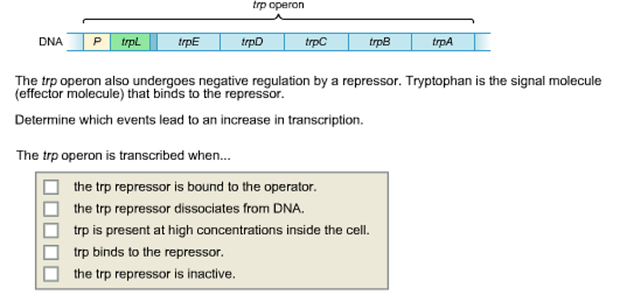 Solved The trp operon contains five genes: trpE, trpD, trpC, | Chegg.com