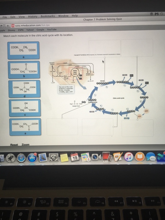 Solved Match each molecule in the citric acid cycle with its | Chegg.com