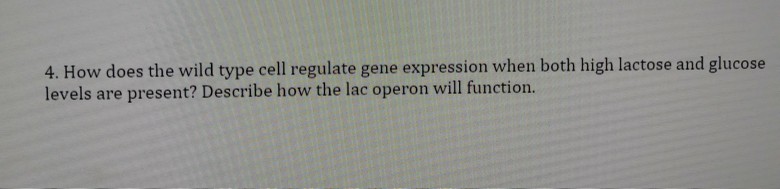 Solved 4. How does the wild type cell regulate gene | Chegg.com