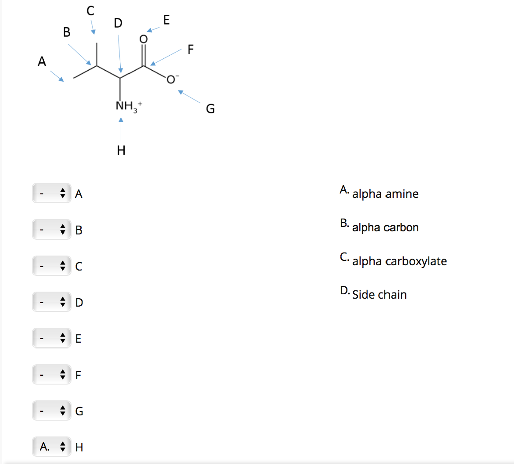 Solved The structure of valine is shown below. Match the | Chegg.com