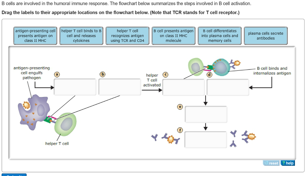 Humoral Immunity Flow Chart